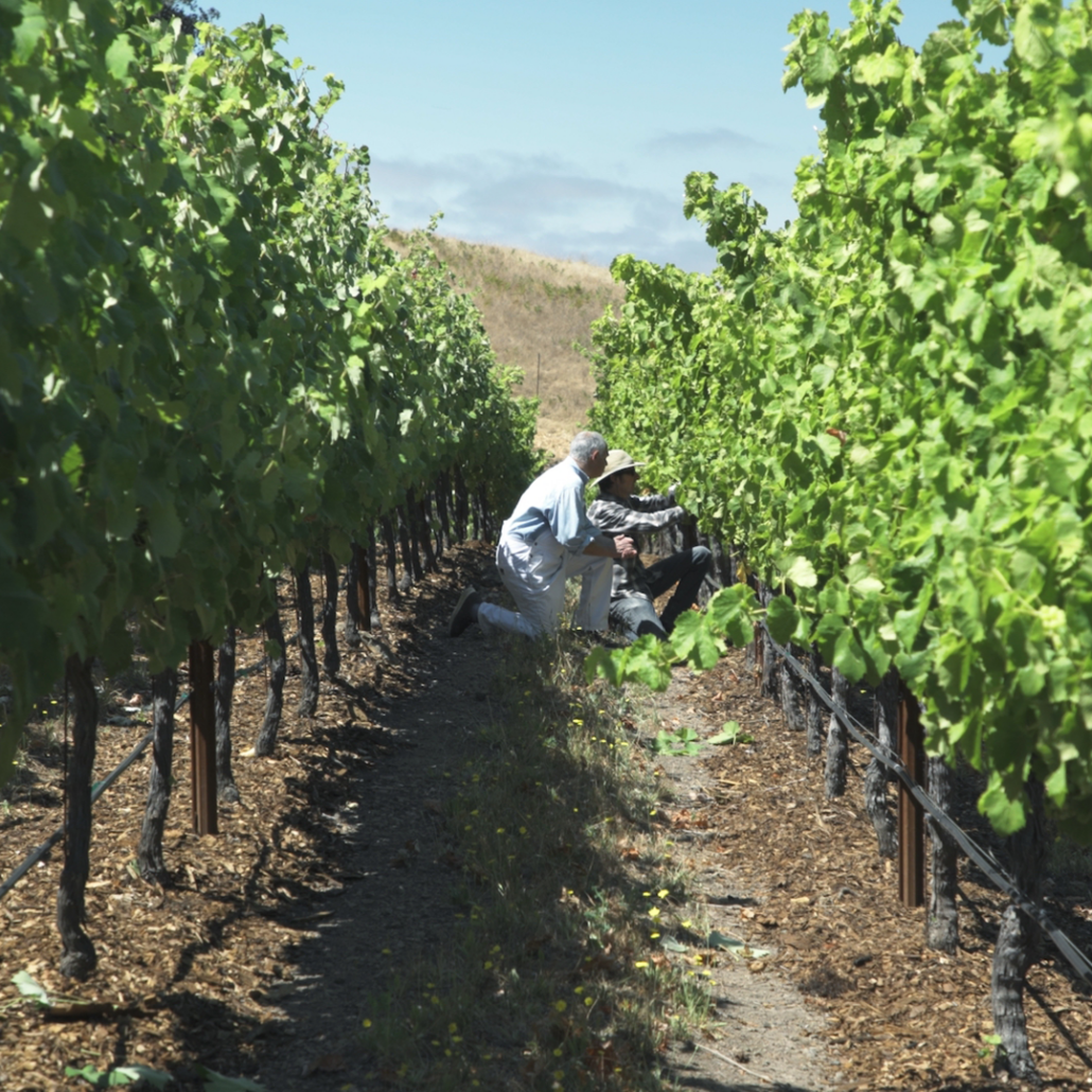 CLEAN WINE - DocLands